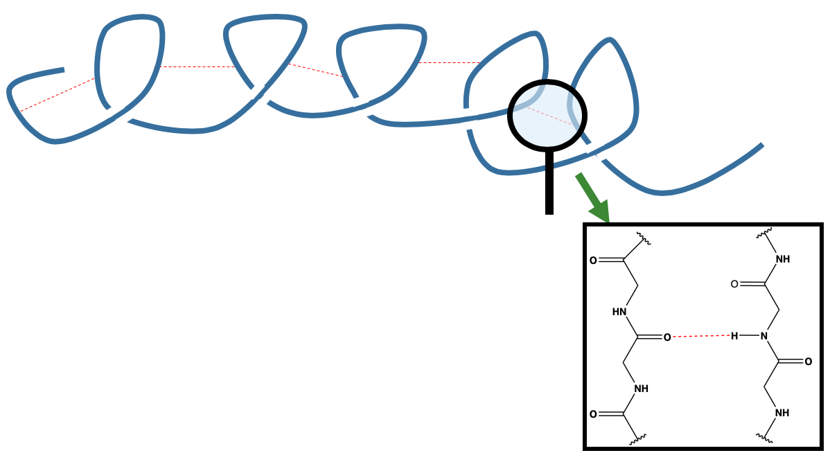 Protein Building Blocks