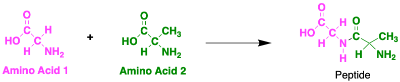 Protein Building Blocks