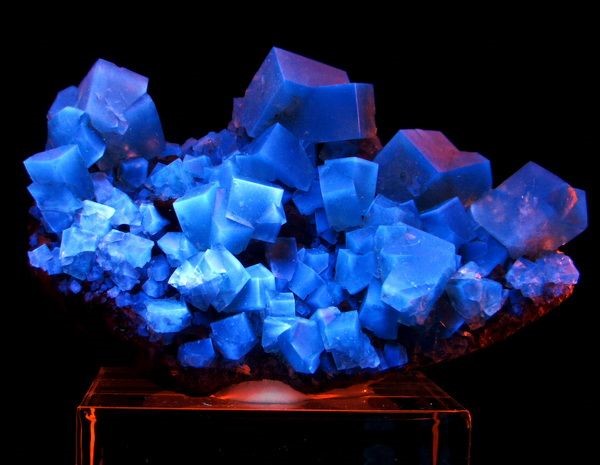 Fluorescence Microscopy