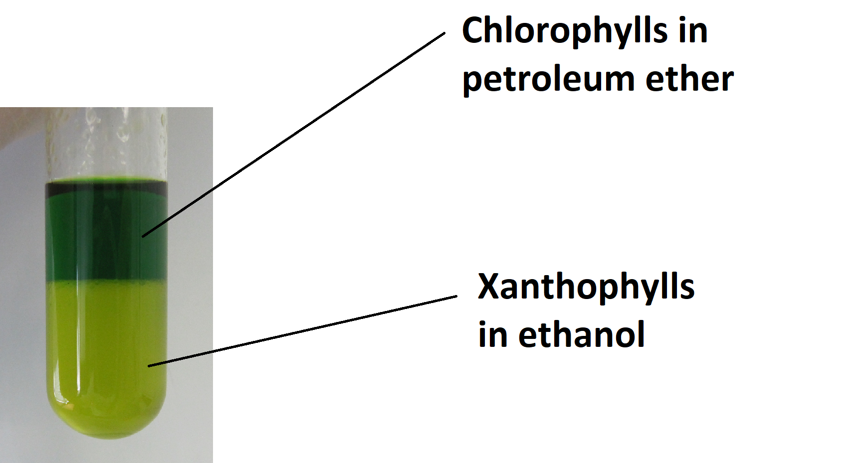 Chromatogram Of Chlorophyll